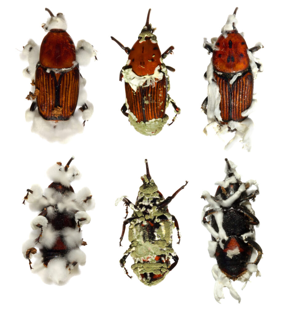 Controle biológico de pragas: entenda como ele é realizado e quais são ...