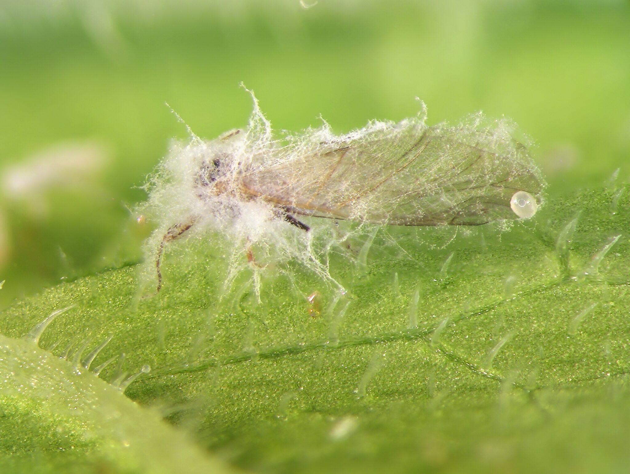 Controle biológico de pragas: entenda como ele é realizado e quais são ...